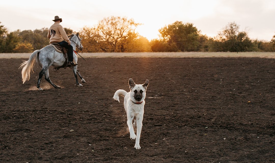 Are Your Animals Ready For Almost Anything? Here are 3 Ways We Can Hel ...