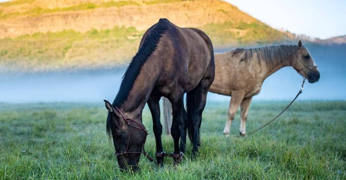 Laminitis in Horses (Founder): Causes, Symptoms, and Natural Support ...