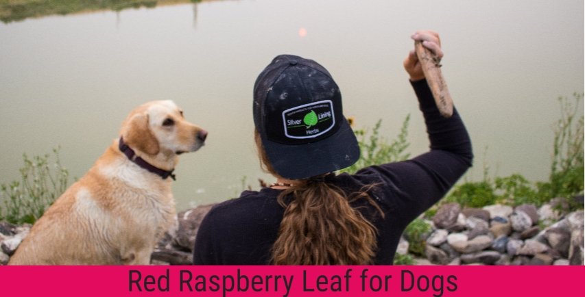 Red Raspberry Leaf for Dogs – Silver Lining Herbs