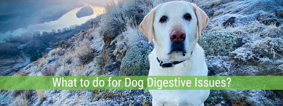 What to do for Dog Digestive Issues? – Silver Lining Herbs